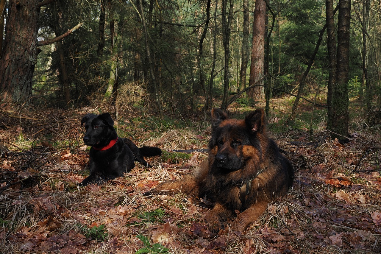 Dogs Nature Animals - Free photo on Pixabay