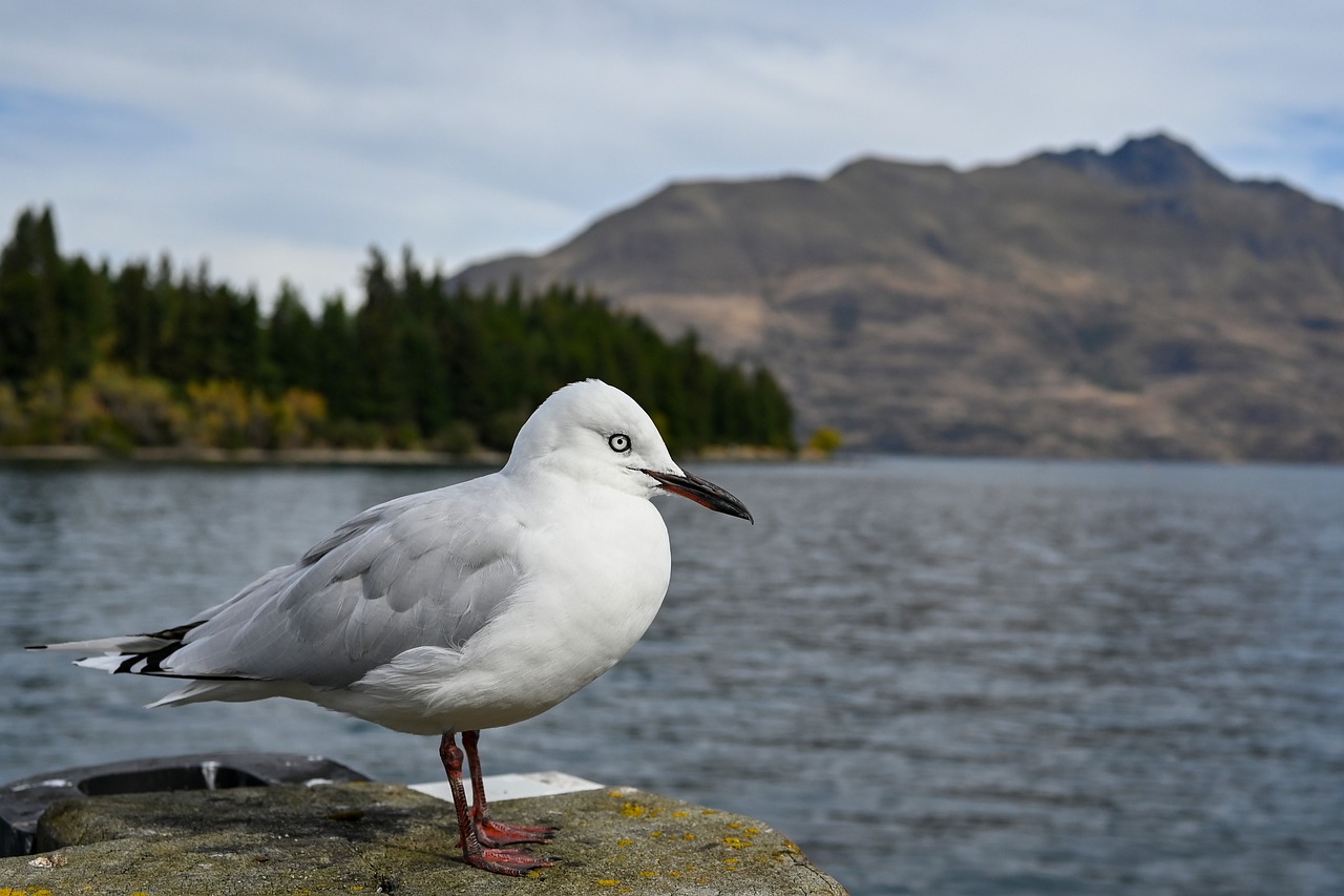 Seagull Bird Pen - Free photo on Pixabay