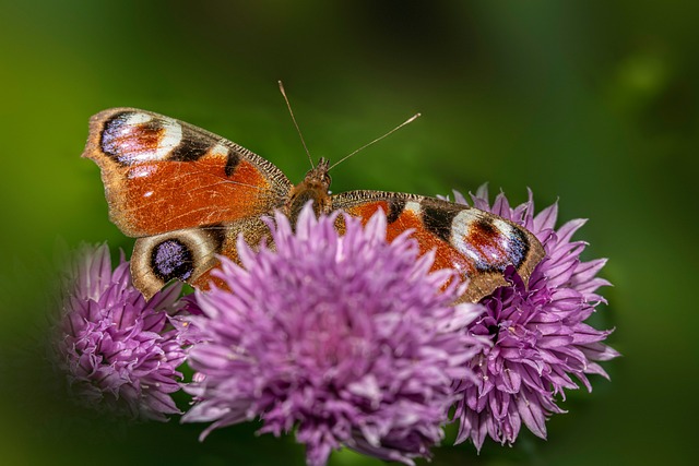 Nature Animal Wing - Free photo on Pixabay