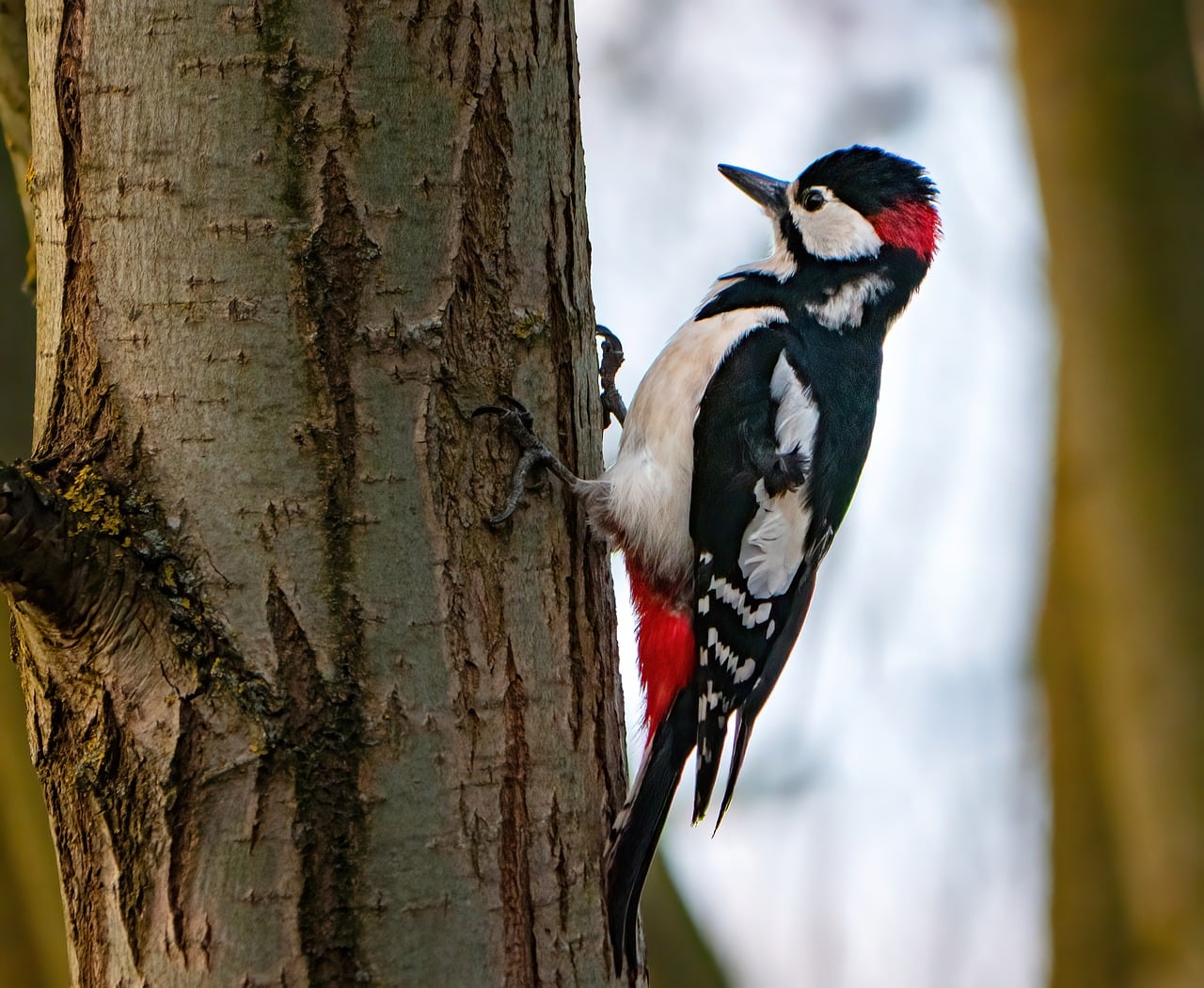 Great Spotted Woodpecker - Free photo on Pixabay