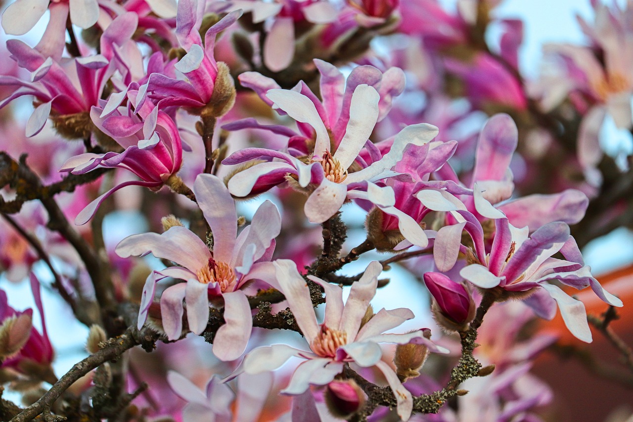Magnolia Flower Spring - Free photo on Pixabay