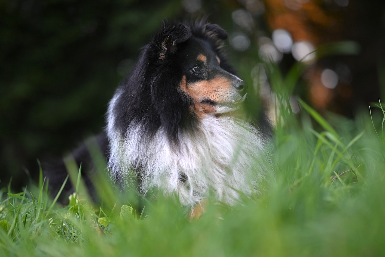 1,000+ Free Shetland Sheepdog & Dog Images - Pixabay
