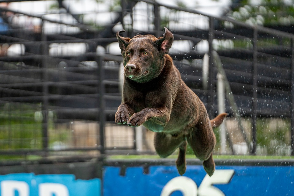 Dog Diving Canine Sports - Free photo on Pixabay