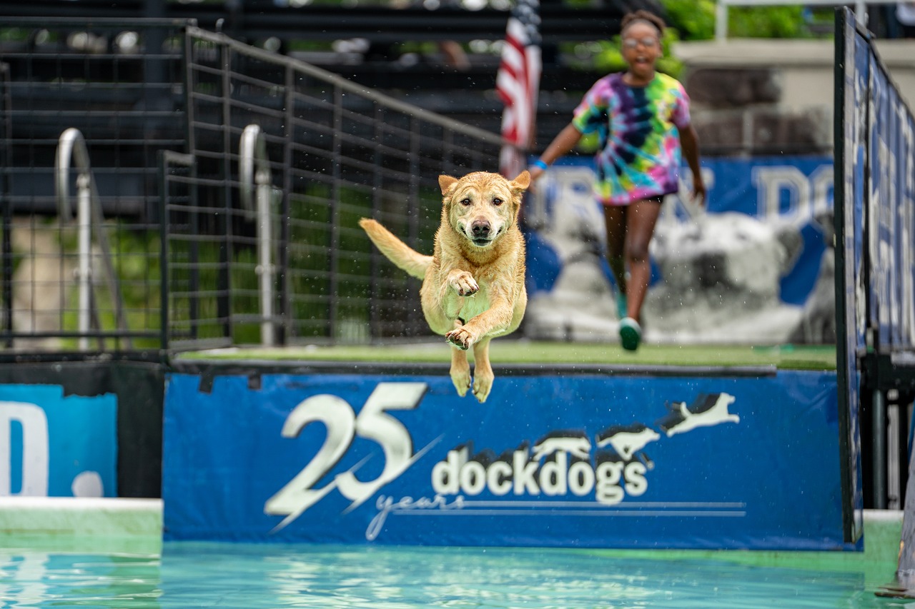 Dog Diving Canine Sports - Free photo on Pixabay