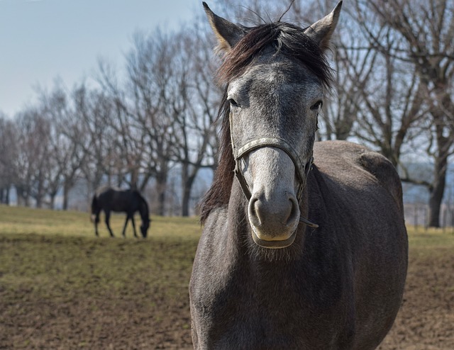 20,000+ Free Horse Noseband Photo & Horse Images - Pixabay