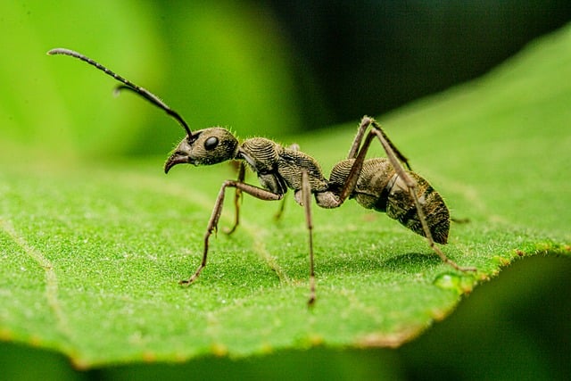 Ant Insect Animal - Free photo on Pixabay