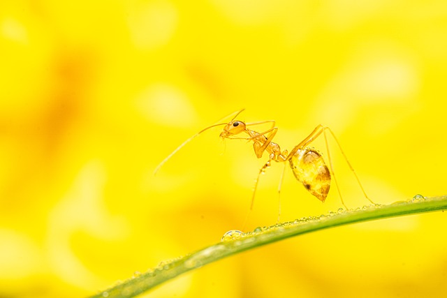 Ameise Insekt Tier - Kostenloses Foto auf Pixabay