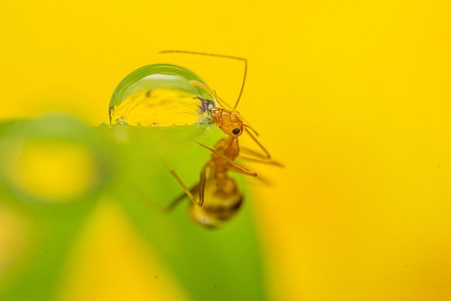 Ameise Insekt Tier - Kostenloses Foto auf Pixabay