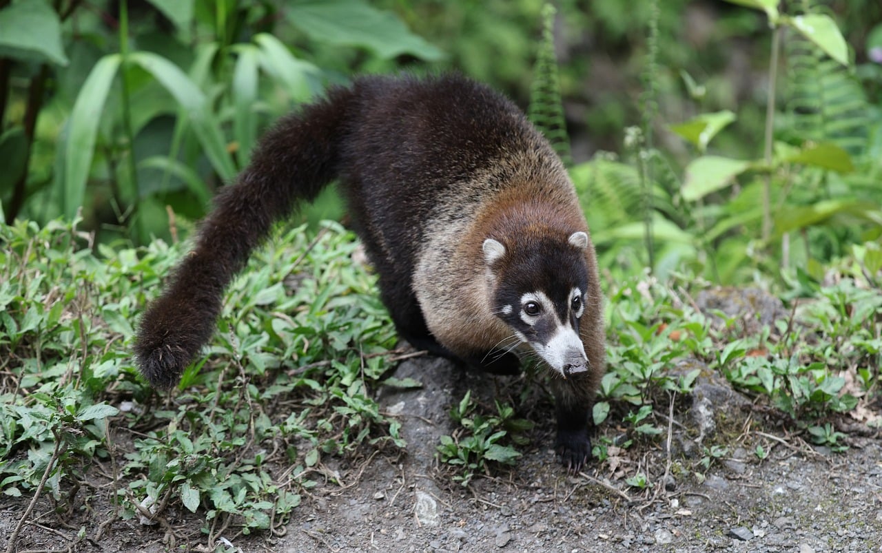 White-Nosed Coati Animal - Free photo on Pixabay