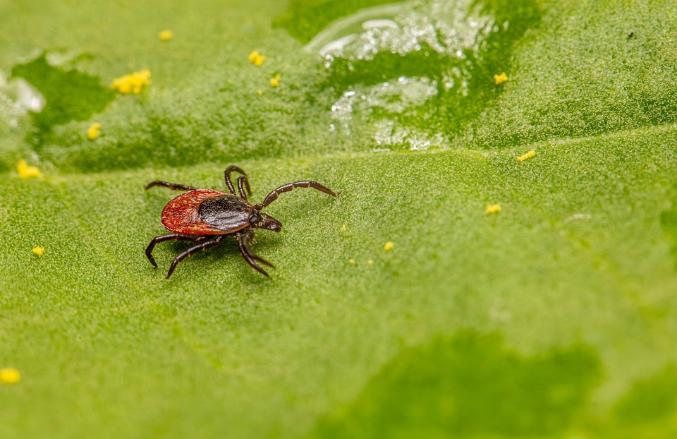 Nature Animal Arachnid - Free photo on Pixabay
