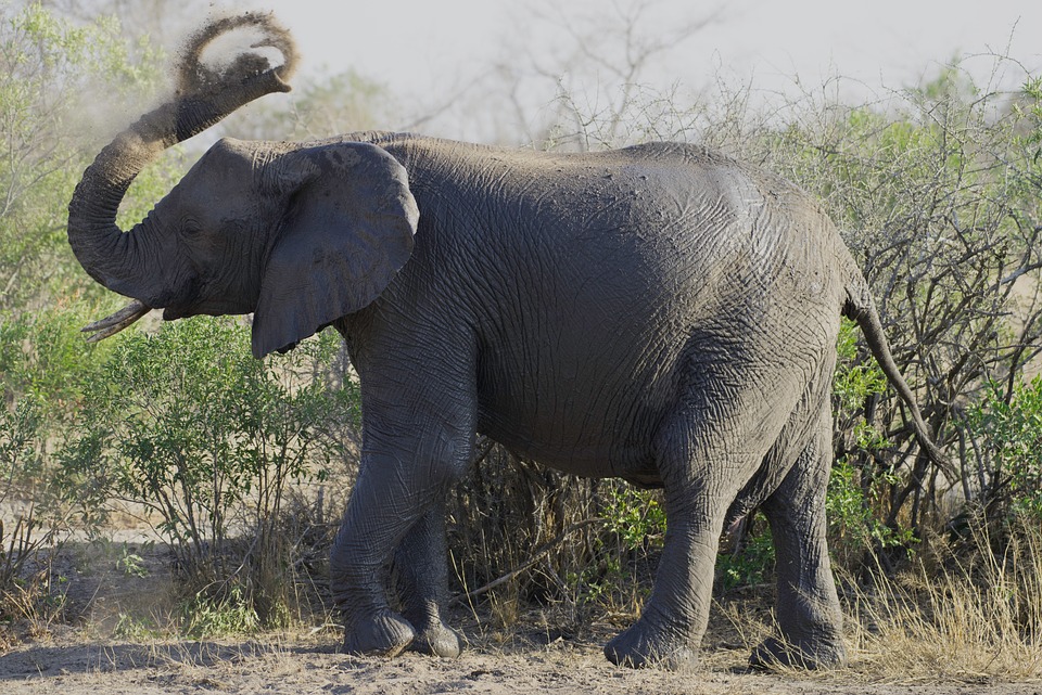 Animal Nature Wildlife - Free photo on Pixabay