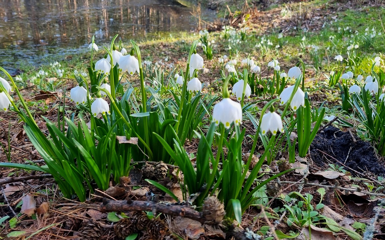 Snowdrops Latvia Spring - Free photo on Pixabay