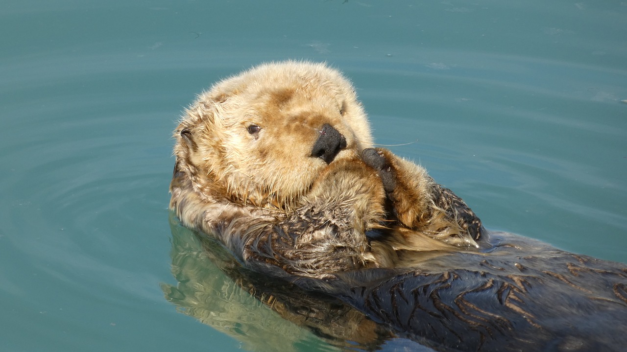 Alaska Loutre De Mer Animaux - Photo gratuite sur Pixabay