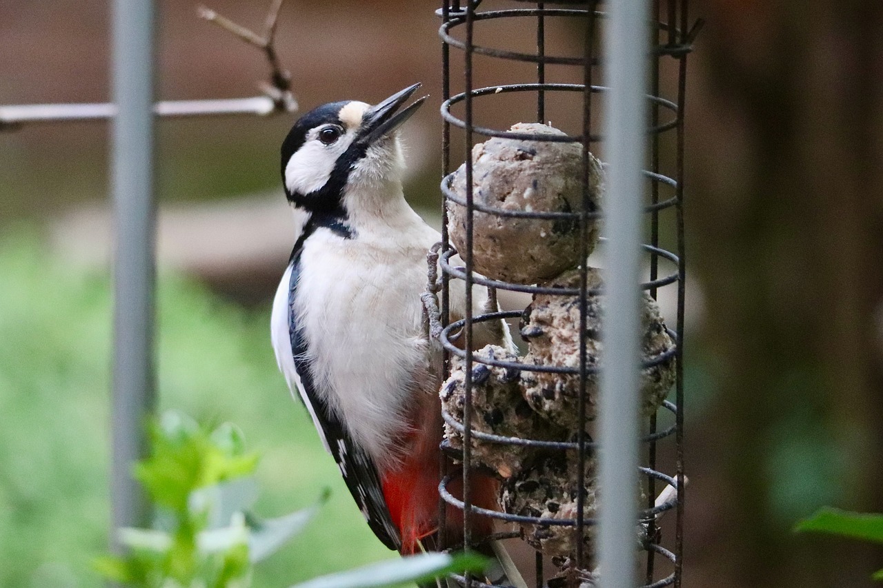Great Spotted Woodpecker Picoides - Free photo on Pixabay