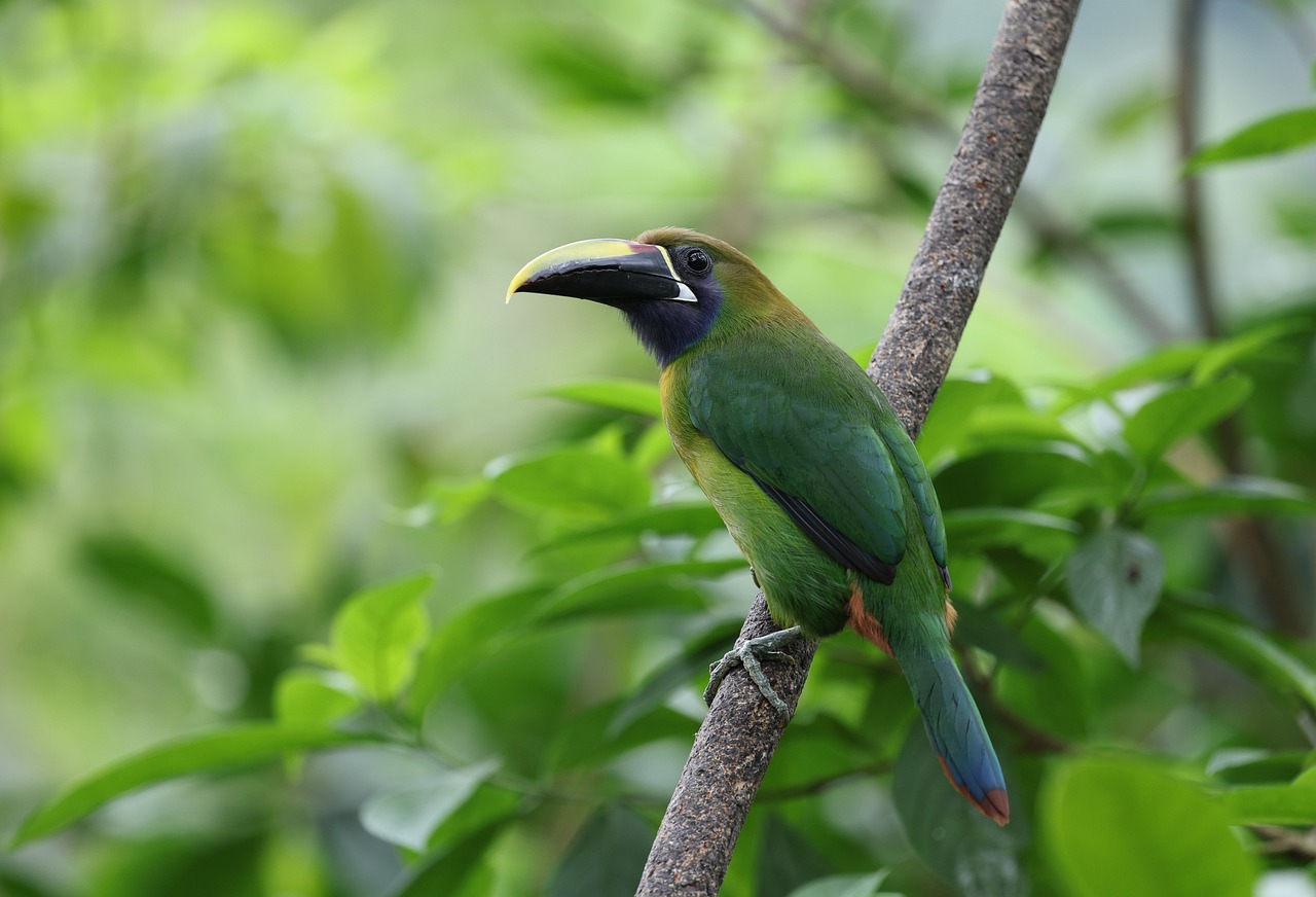 Emerald Toucanet Toucan Bird - Free photo on Pixabay