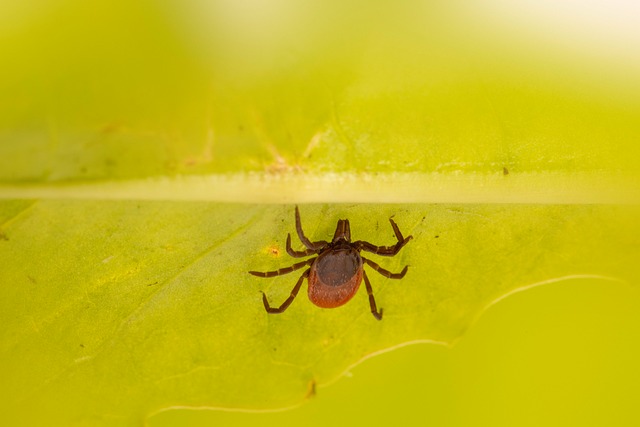 Nature Animal Arachnid - Free photo on Pixabay