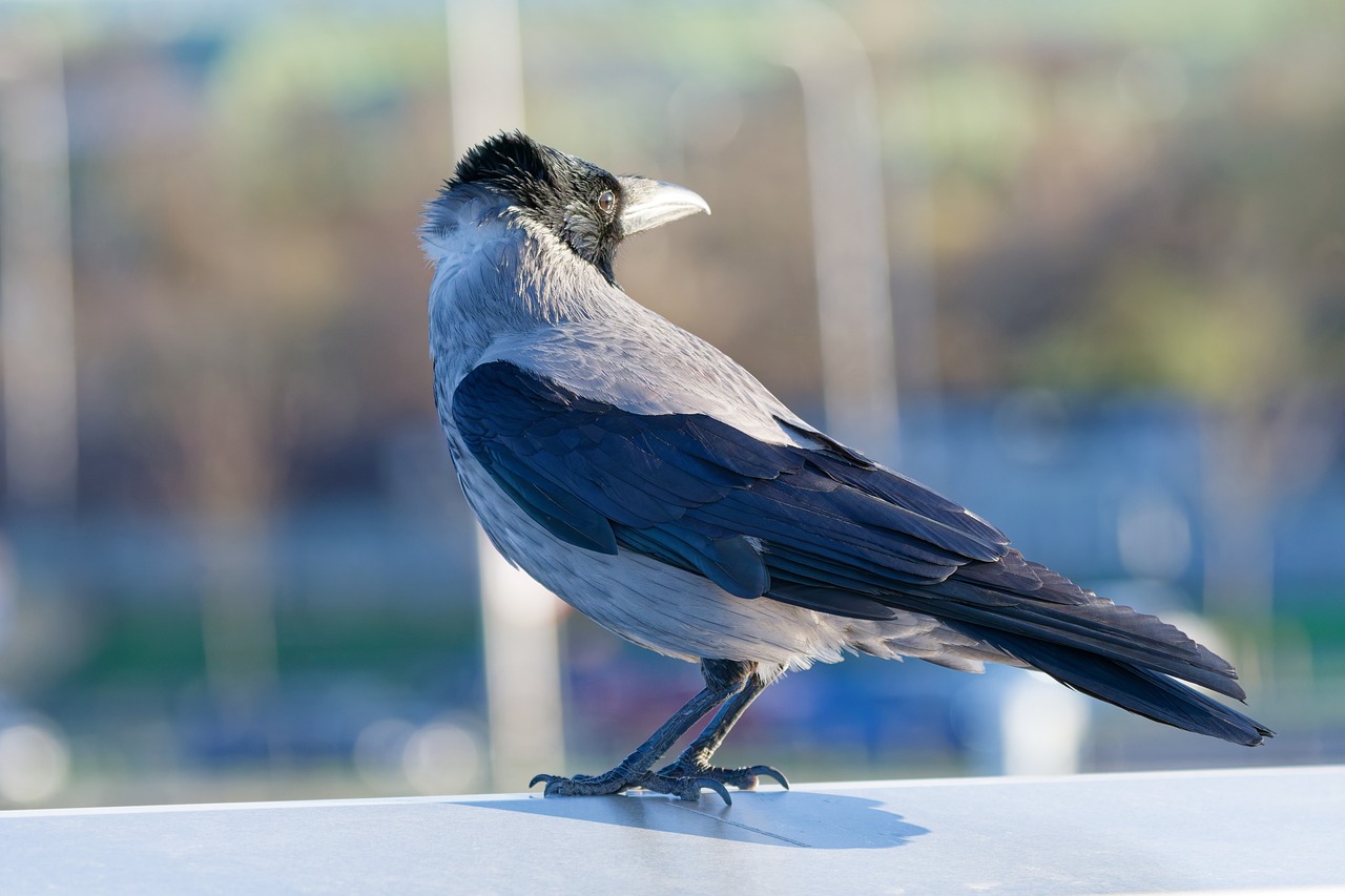 Bird Crow Plumage - Free photo on Pixabay