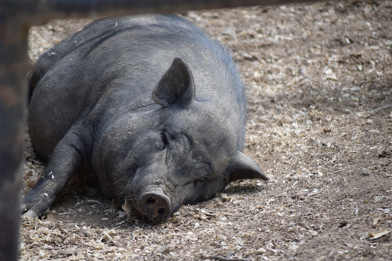Pig Animal Nature - Free photo on Pixabay