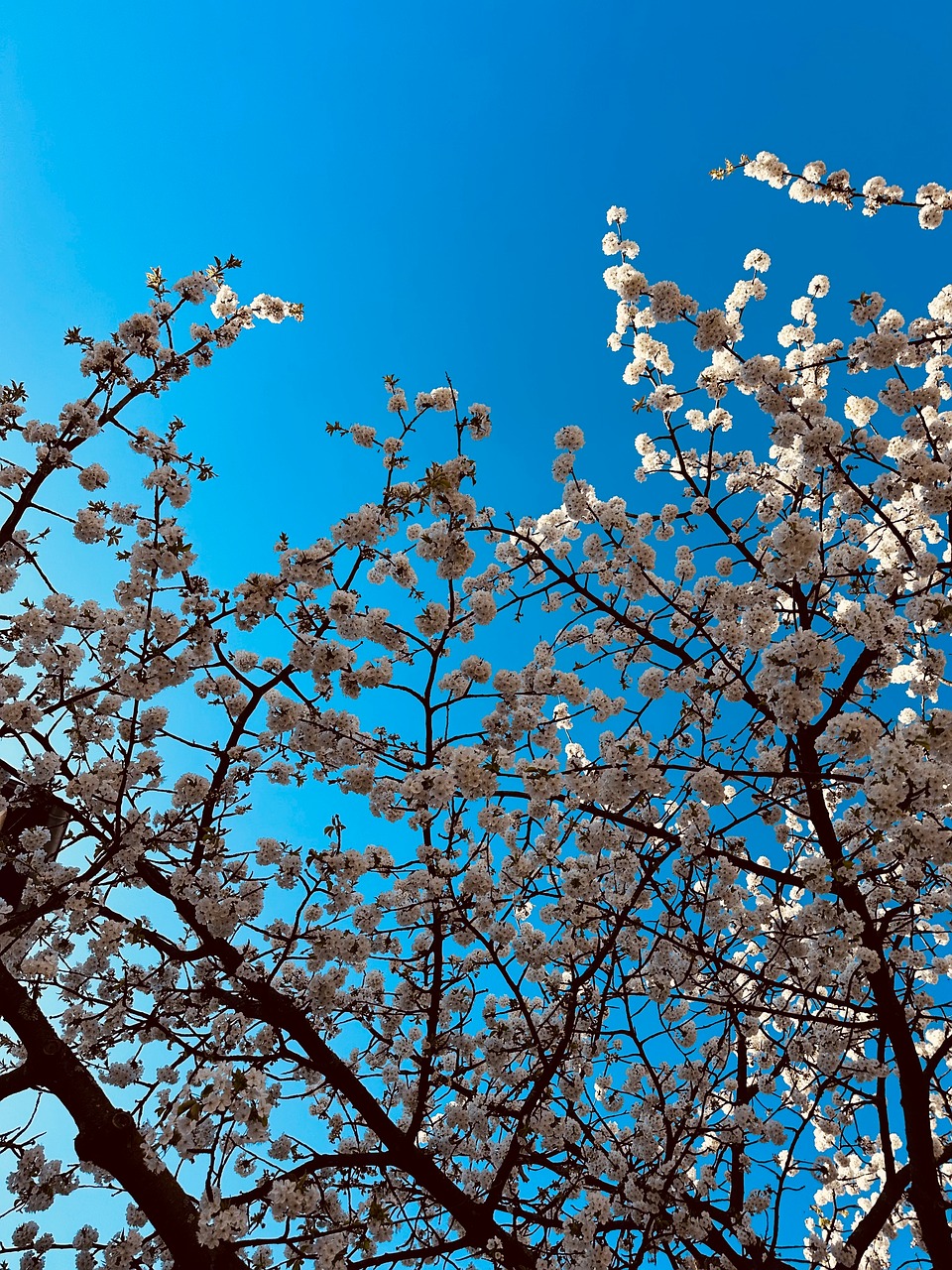 Flowers Spring - Free photo on Pixabay