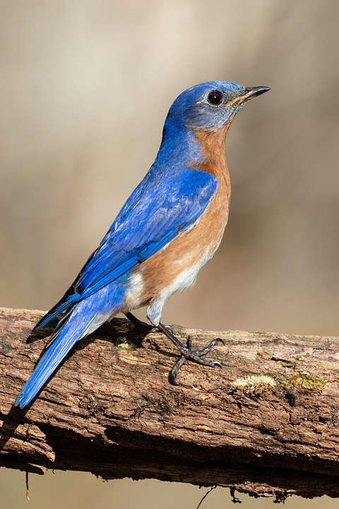 Bluebird Blue Feathers Free Photo On Pixabay