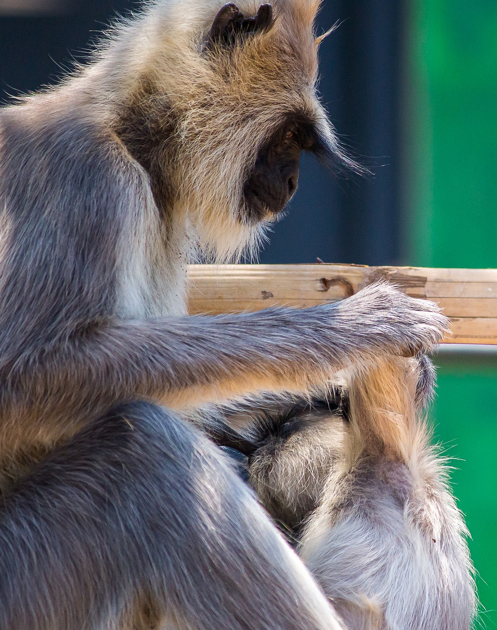 Affe Tier Natur - Kostenloses Foto auf Pixabay
