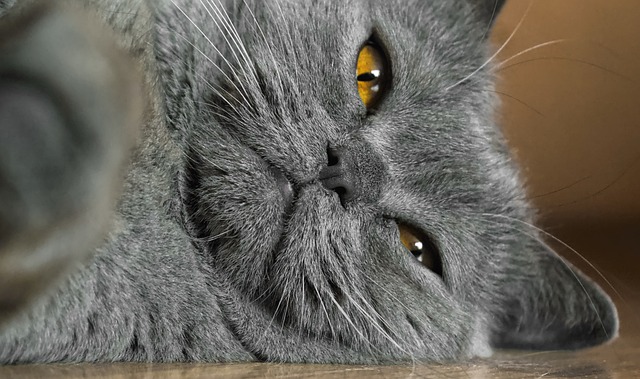 Gato Británico Lindo Retrato - Foto gratis en Pixabay