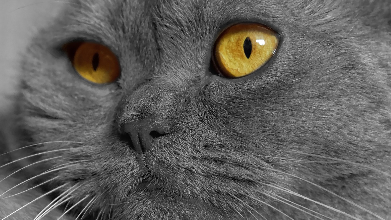 British Cat Cute Portrait - Free photo on Pixabay
