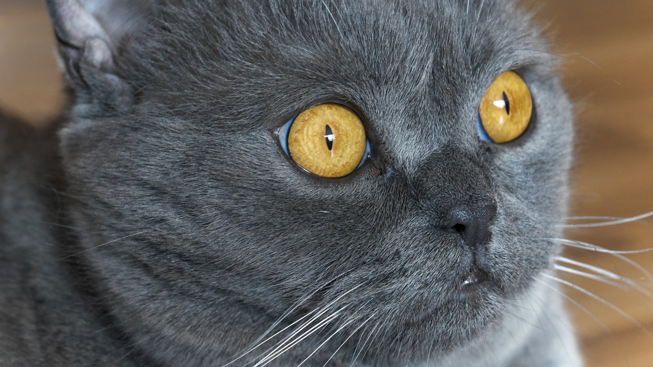 British Cat Cute Portrait - Free photo on Pixabay
