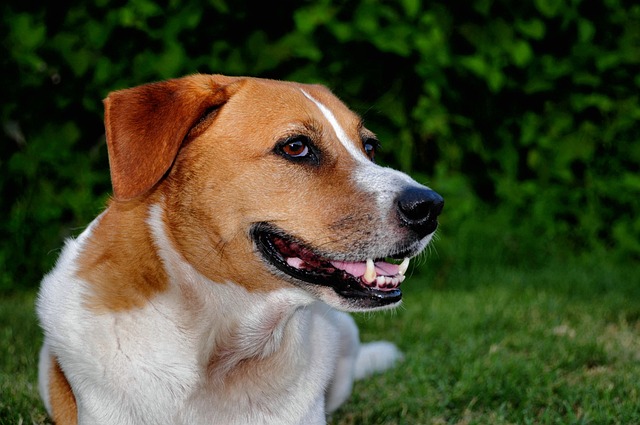 Cachorro Bicho De Estimação Animal - Foto gratuita no Pixabay