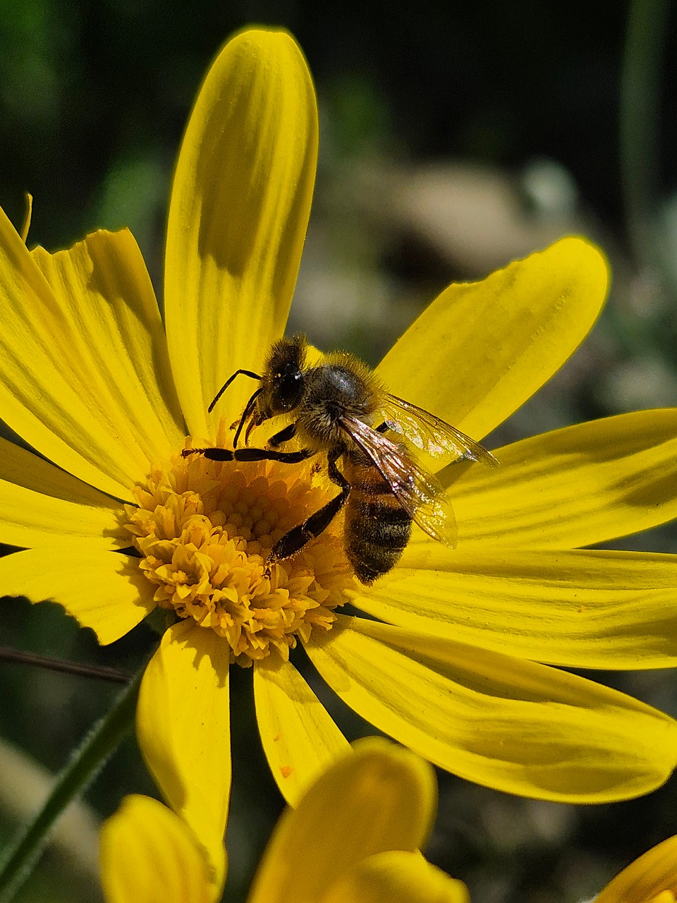 Bee Insect Nature - Free photo on Pixabay