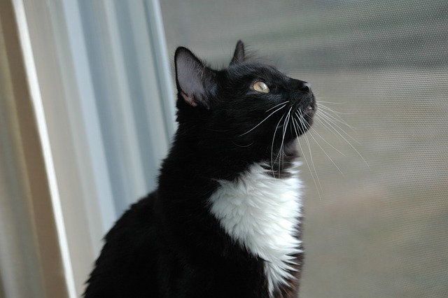Cat Tuxedo Tux - Free photo on Pixabay
