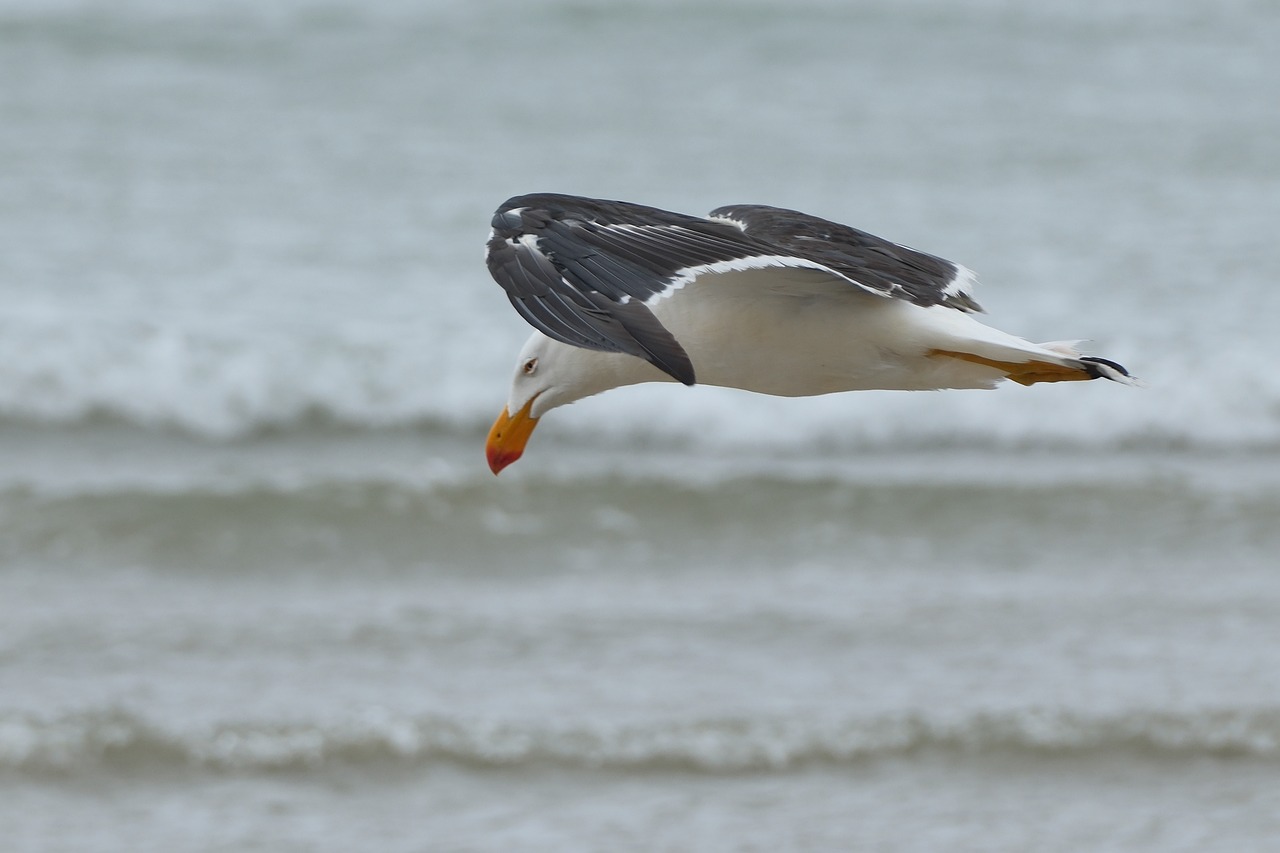 Albatross Bird Nature - Free photo on Pixabay