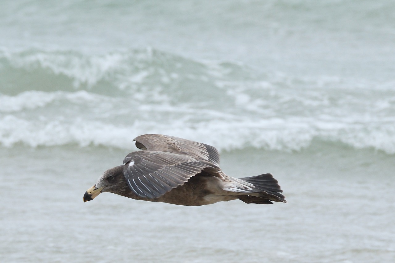 Albatross Bird Nature - Free photo on Pixabay