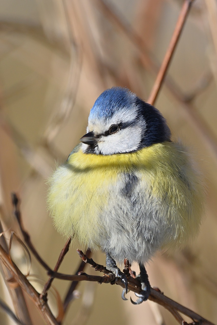 Blue Tit Nature Bird - Free photo on Pixabay