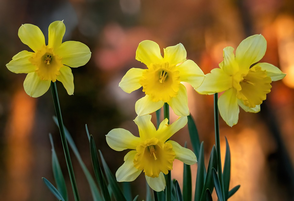 Daffodils Spring Nature - Free photo on Pixabay