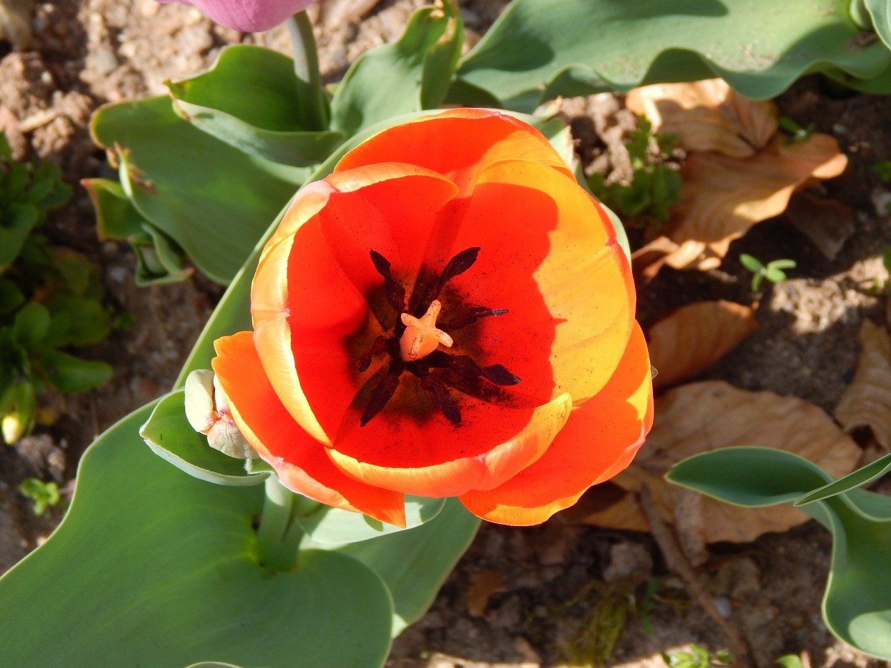 Bad Münster Am Stein Blume - Kostenloses Foto auf Pixabay
