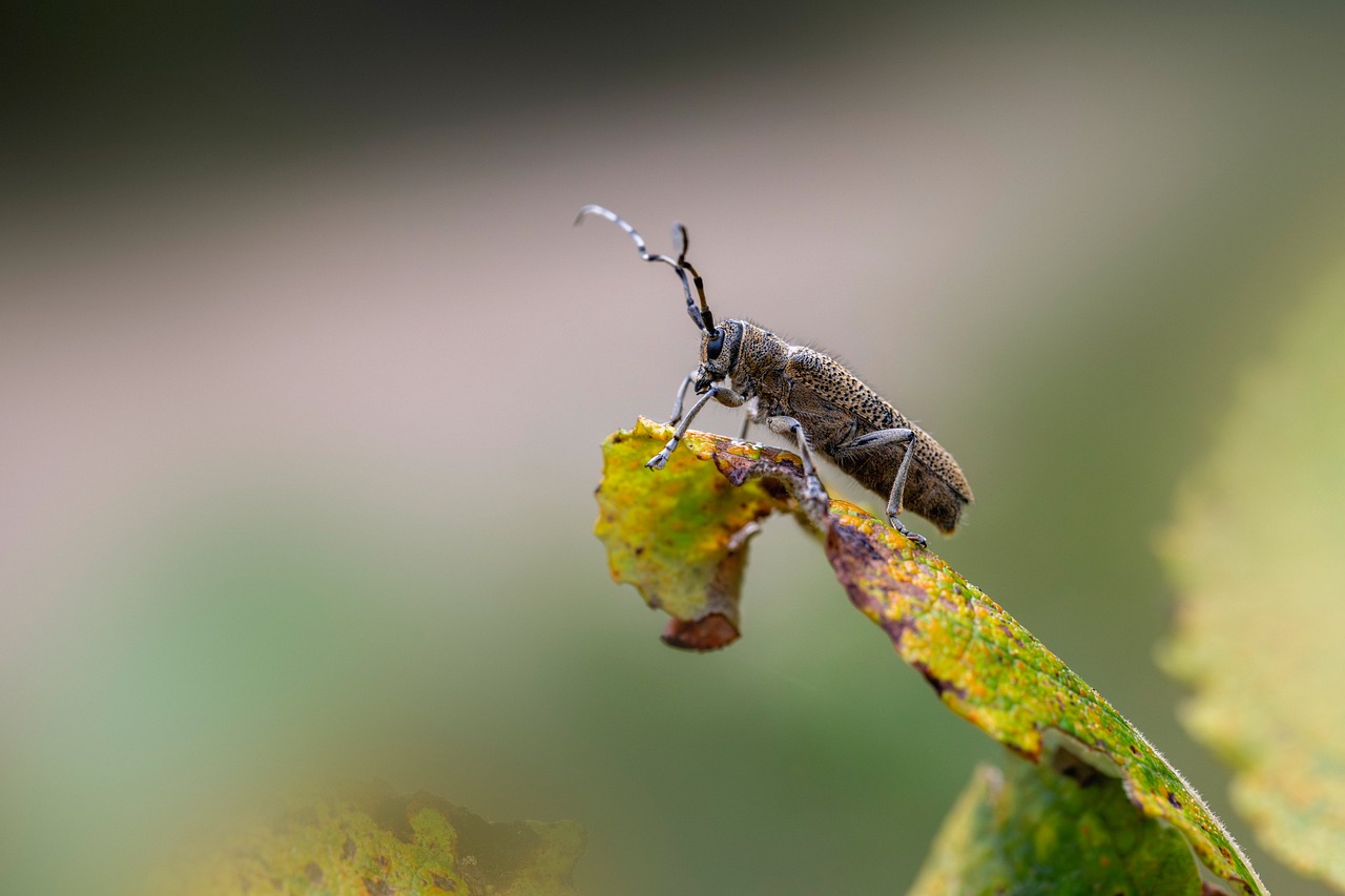Insect Nature Animal - Free photo on Pixabay
