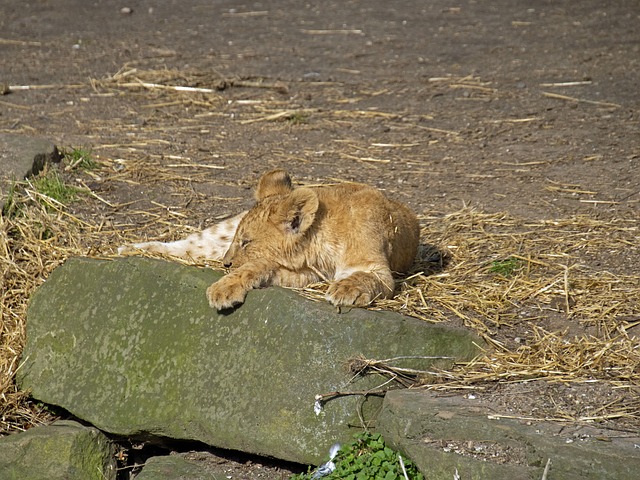 Lion Cub Predators - Free photo on Pixabay