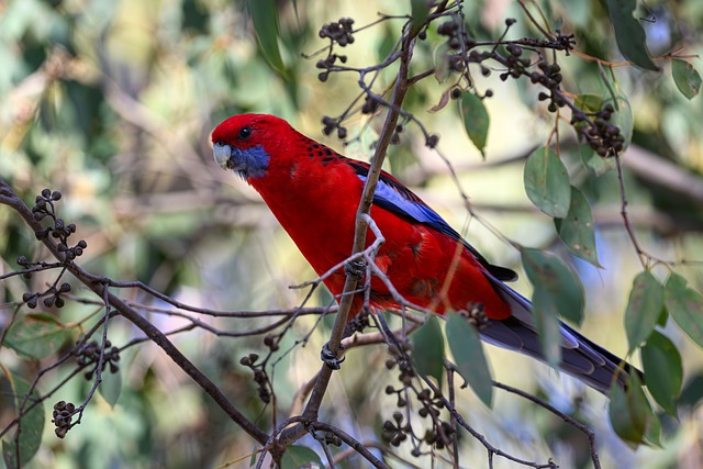Crimson Rosella Parrot Bird - Free photo on Pixabay