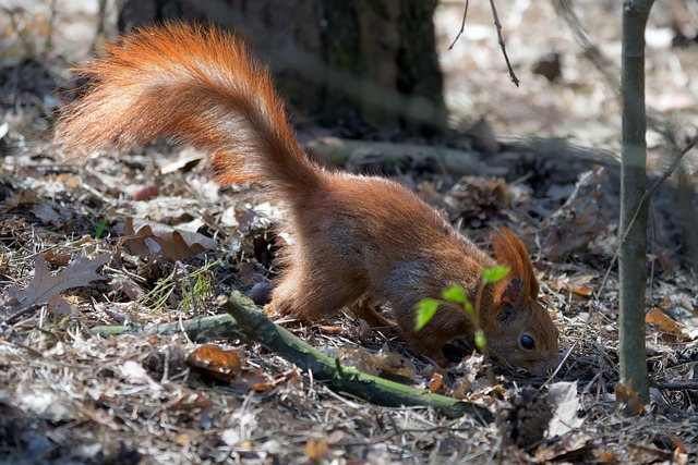 Squirrel Animal Rodent - Free photo on Pixabay