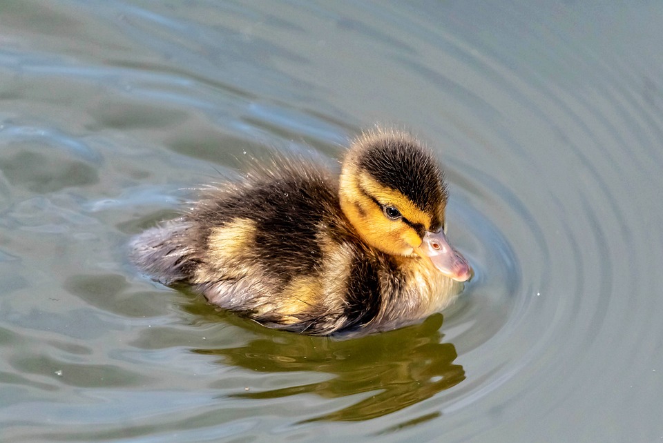 Duckling Duck Bird - Free photo on Pixabay