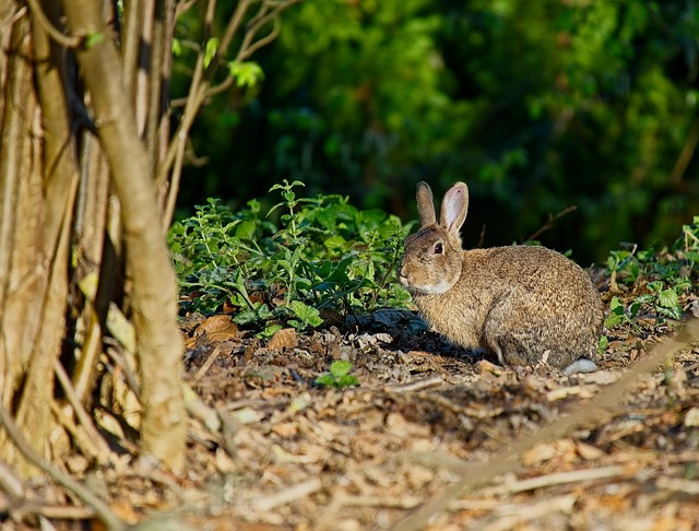 Rabit Bush Rabbit Bunny - Free photo on Pixabay
