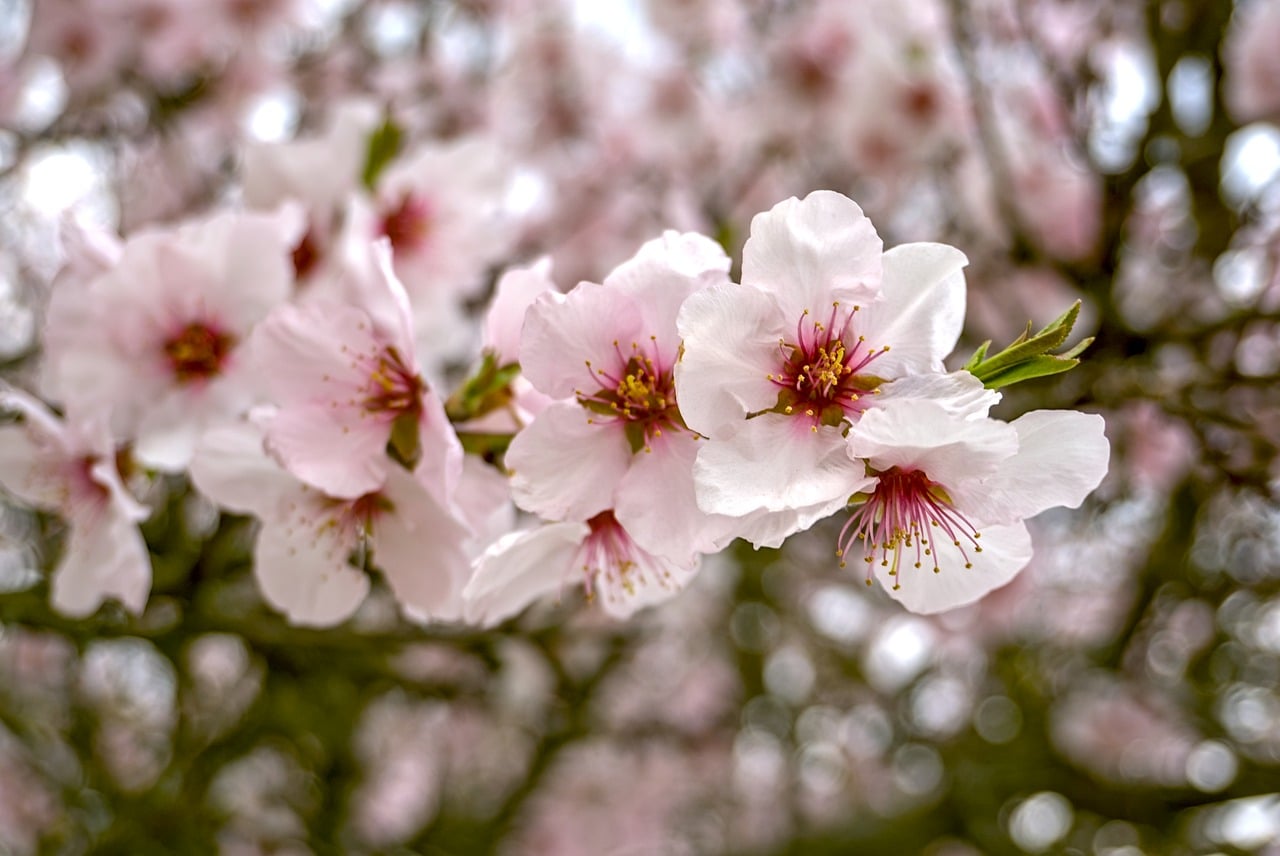 Almond Blossoms Spring Tree - Free photo on Pixabay