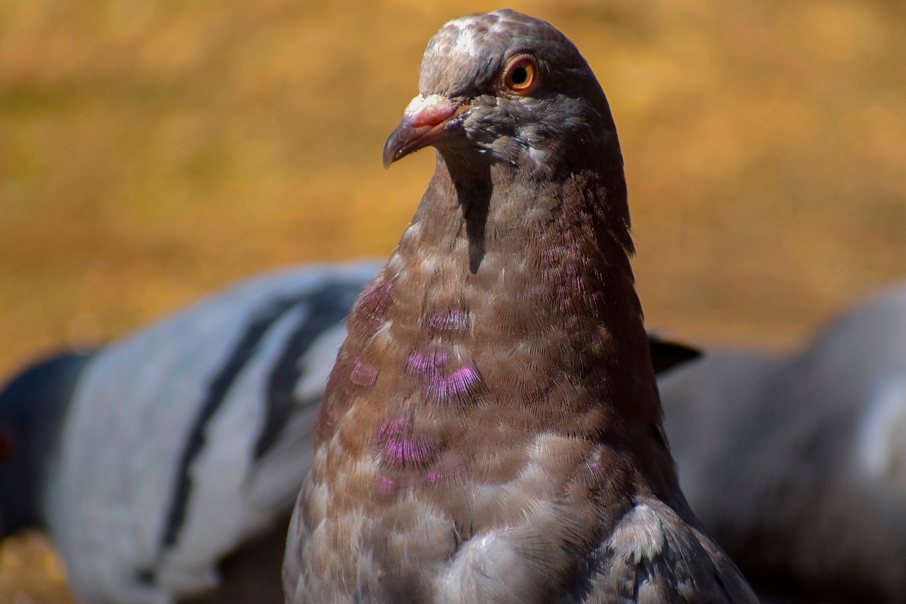 Vogel Taube Gefieder Die - Kostenloses Foto auf Pixabay