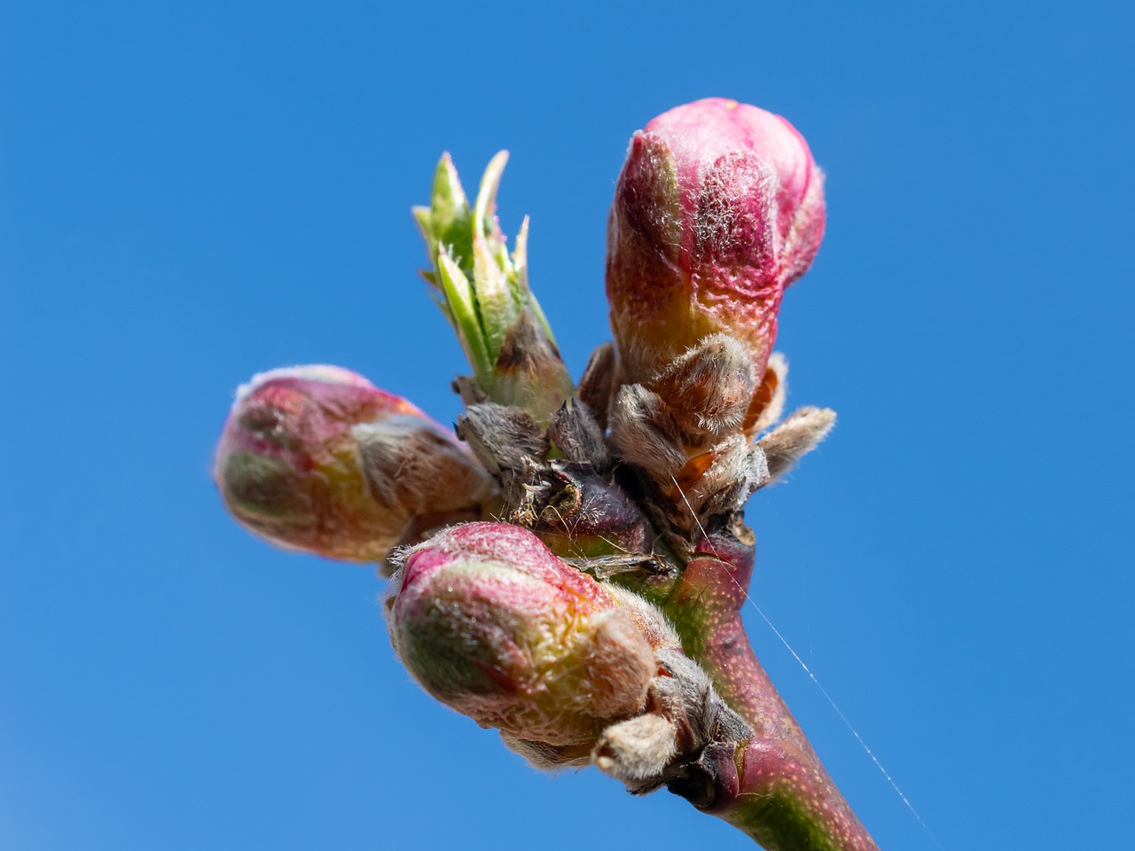 Bud Peach Tree - Free photo on Pixabay