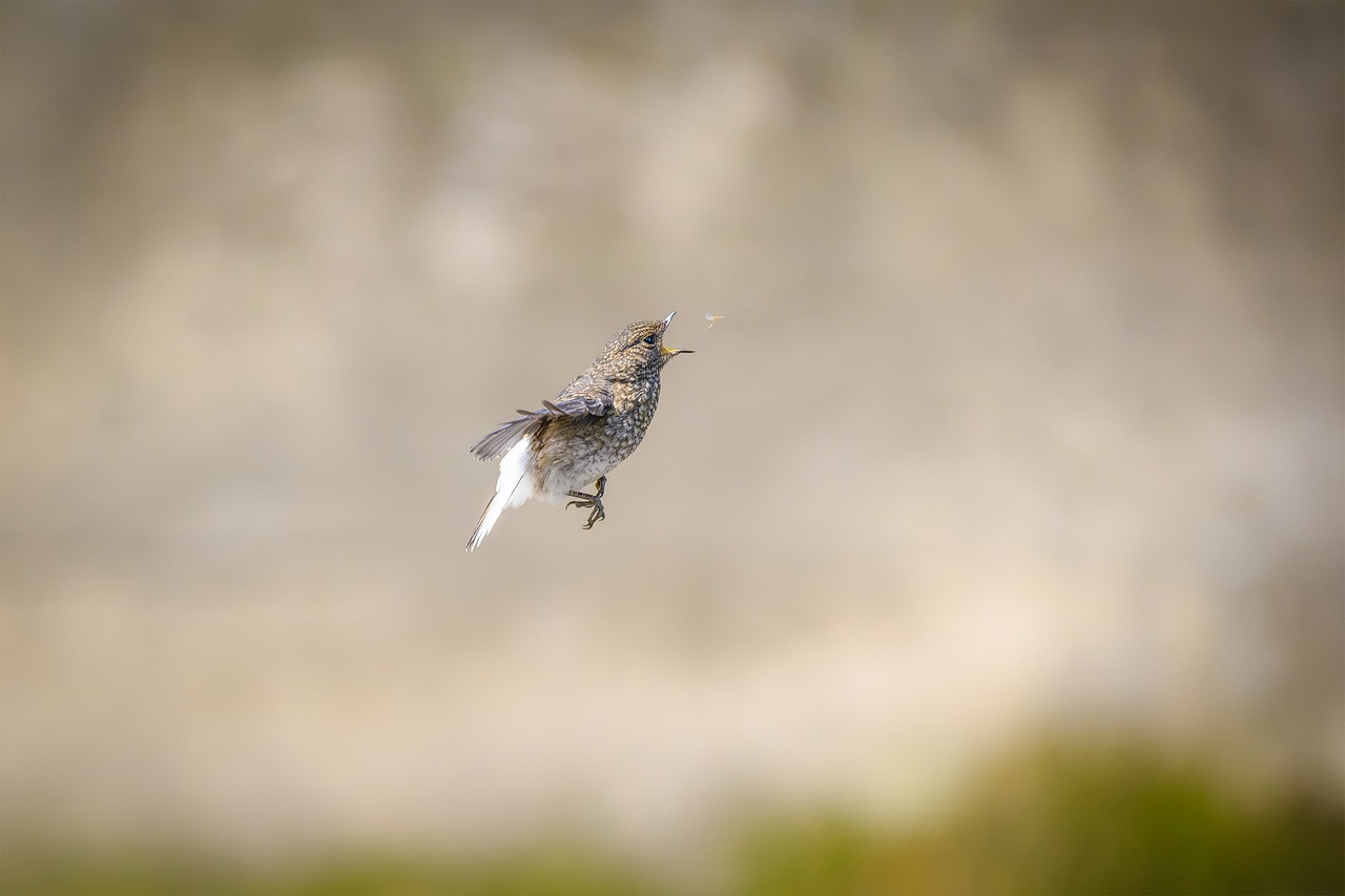 Bird Nature Ornithology - Free photo on Pixabay