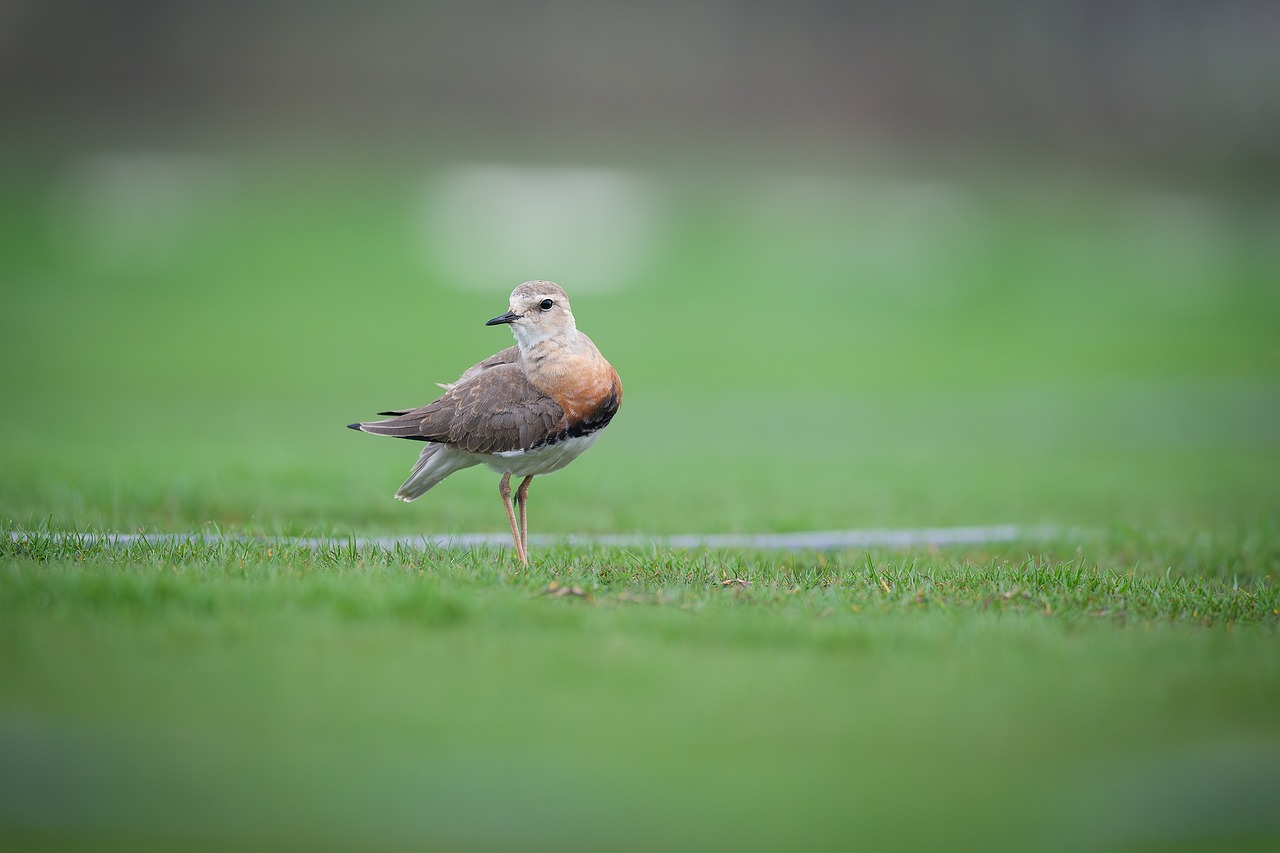Bird Nature Ornithology - Free photo on Pixabay