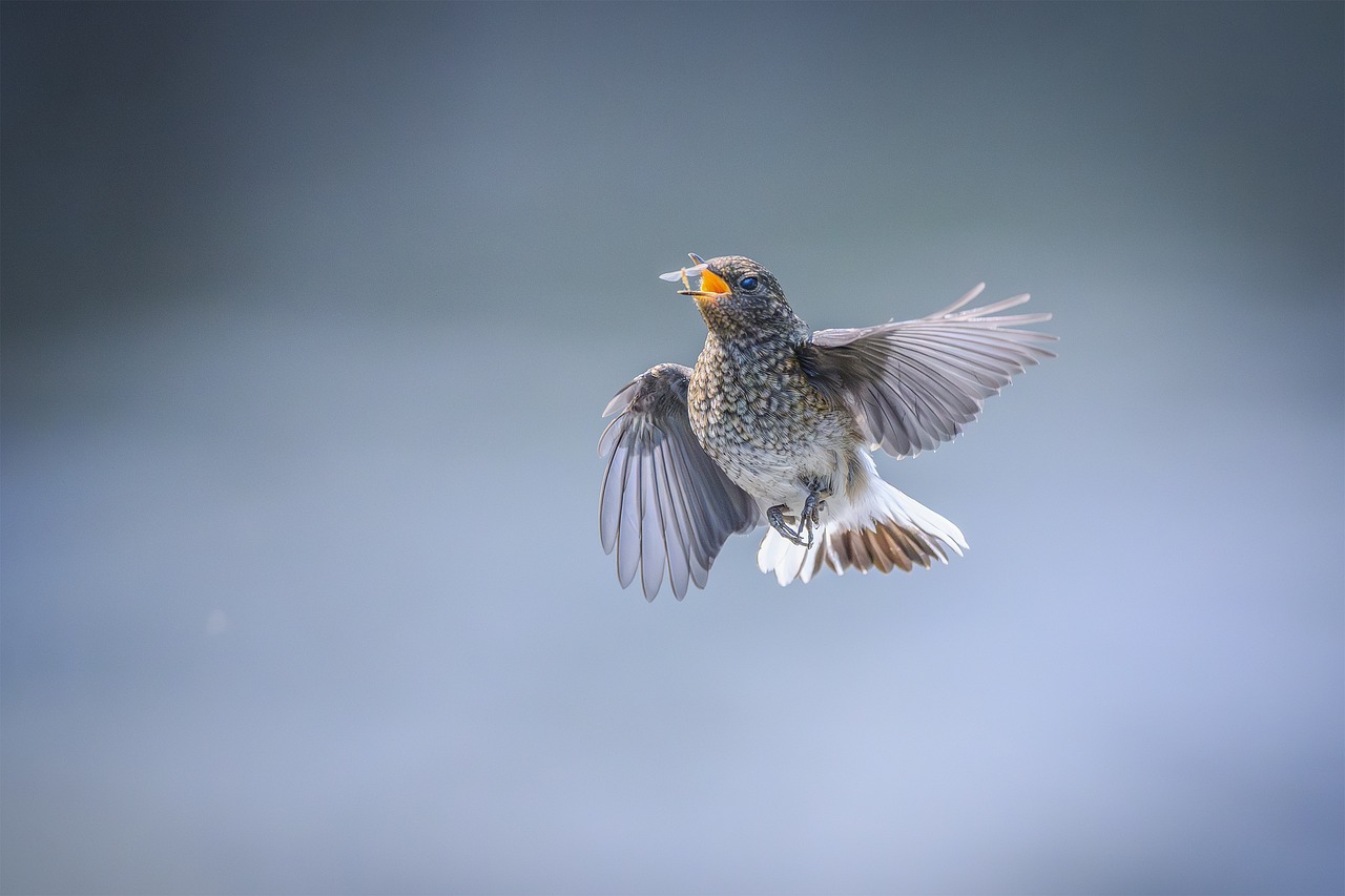 Bird Nature Ornithology - Free photo on Pixabay
