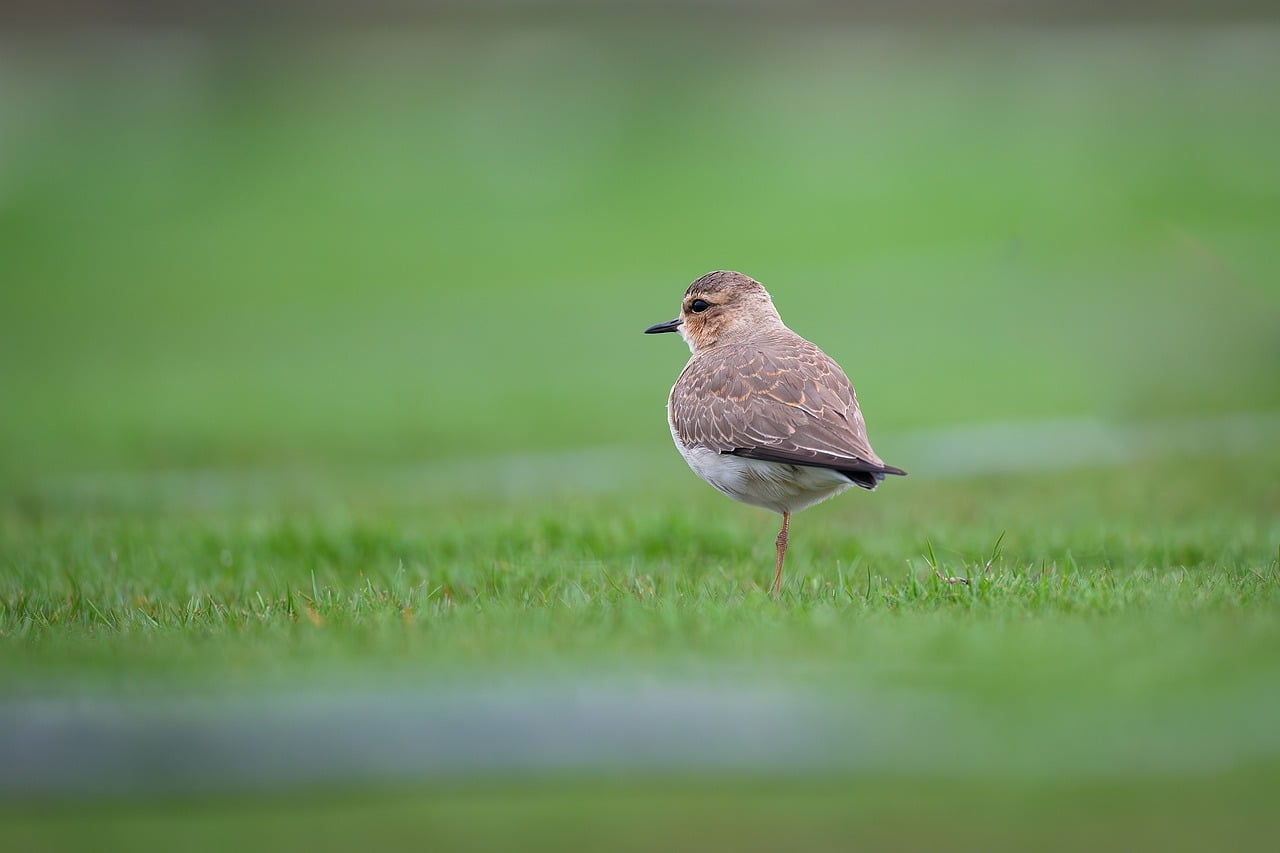 Bird Nature Ornithology - Free photo on Pixabay
