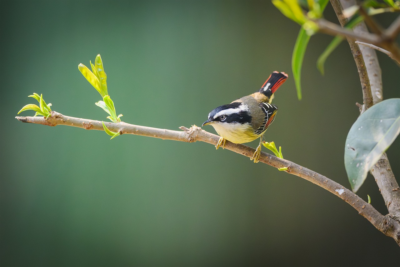 Bird Nature Ornithology - Free photo on Pixabay
